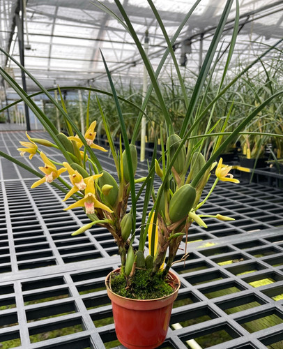 Maxillaria tenuifolia ‘Yamada’ AM/AOS (Yellow Coconut) | Florida Orchid ...