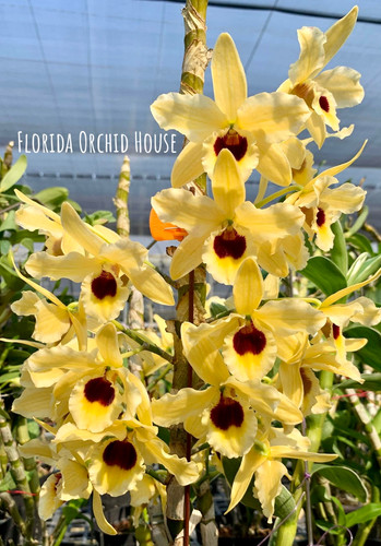 Dendrobium Golden Blossom ‘Marginata’ | Florida Orchid House