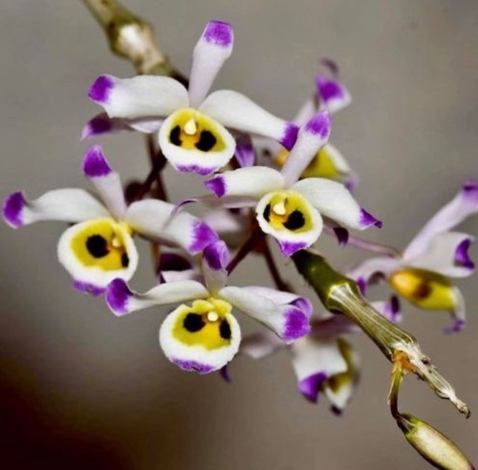 Dendrobium pendulum | Florida Orchid House