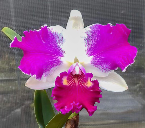 Cattleya NSA Big China | Florida Orchid House