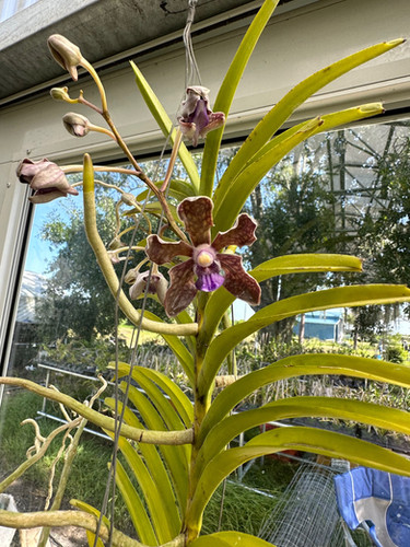 Vanda Mimi Palmer x Vanda tessellata | Florida Orchid House