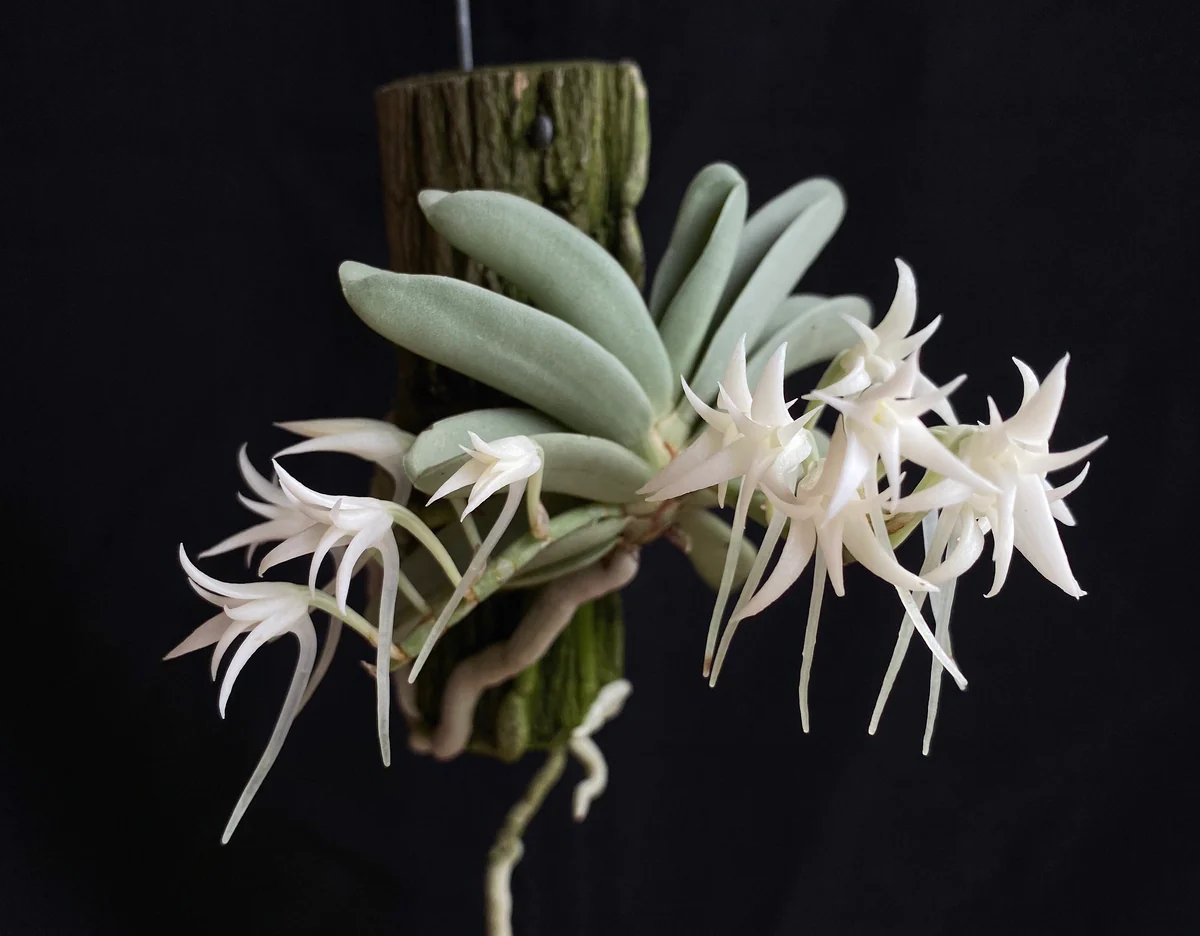 Cyrtorchis crassifolia | Florida Orchid House