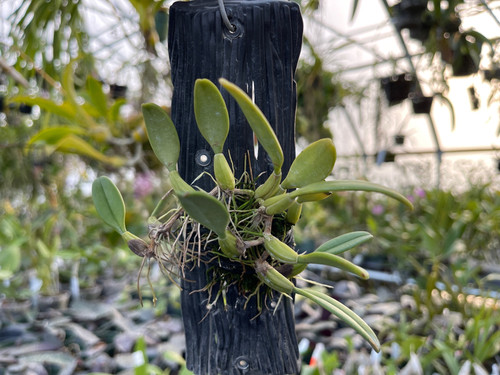 Bulbophyllum fascinator alba | Florida Orchid House