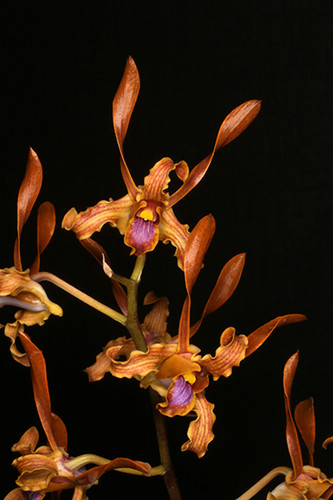 Dendrobium tangerinum | Florida Orchid House