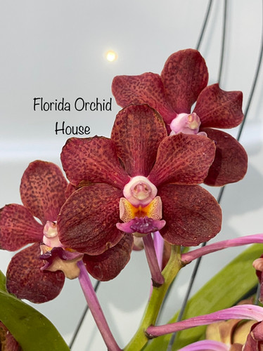 Vanda Paksorn Fragrance x Vanda Kulwadee Fragrance | Florida Orchid House