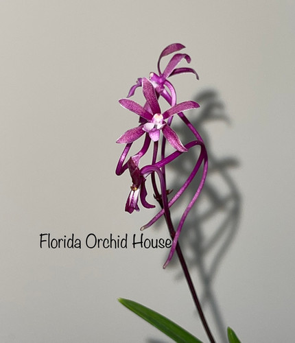 Vanda falcata (Margenta) | Florida Orchid House