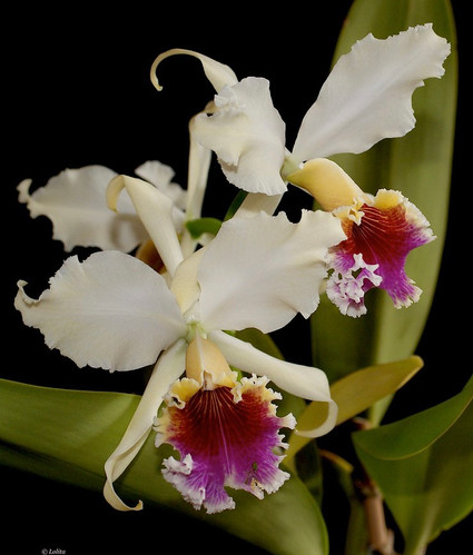 Cattleya rex | Florida Orchid House