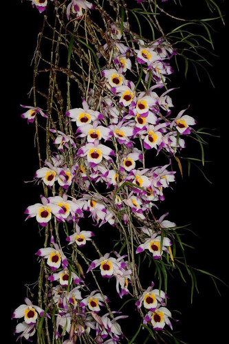 Dendrobium falconeri | Florida Orchid House