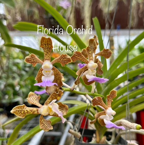 Vanda Paksorn Fragrance x Vanda Kultana Fragrance | Florida Orchid House