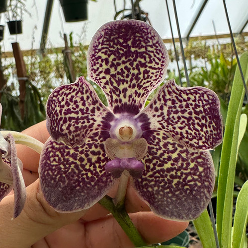 Vanda Kulwadee Fragrance x Vanda Mimi Palmer | Florida Orchid House