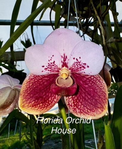Vanda sanderiana | Florida Orchid House