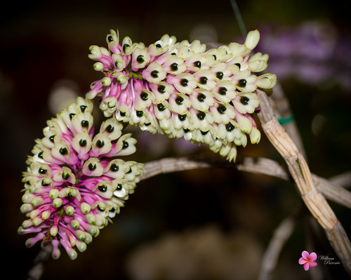 Dendrobium smilliae | Florida Orchid House