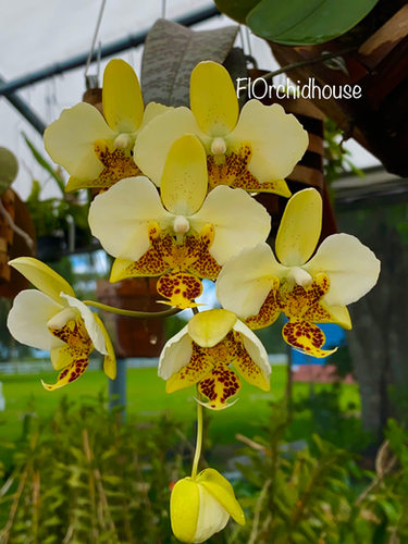 Phalaenopsis stuartiana v. nobilis with Mottled Leaves | Florida Orchid ...