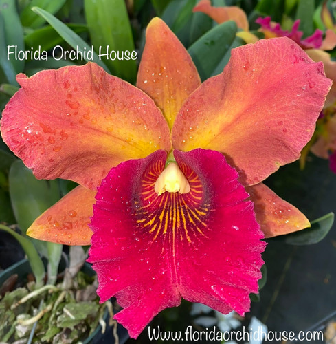 Cattleya Hey Song ‘Orange’ | Florida Orchid House