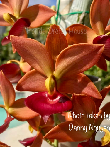 Cycnodes Taiwan Gold ‘Orange’ | Florida Orchid House