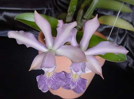 Cattleya Memoria Hiromi Nishii v. coerulea | Florida Orchid House