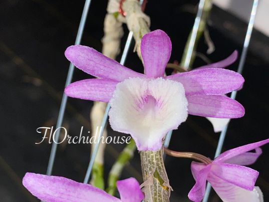 Florida Orchid House | Dendrobium Species 3/3
