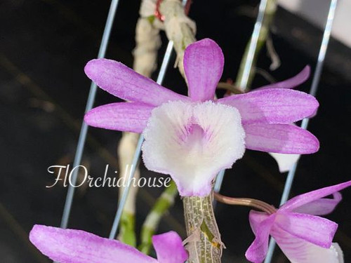 Dendrobium primulinum | Florida Orchid House