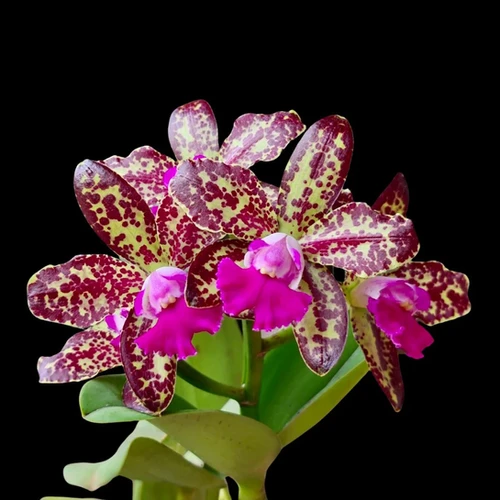 Rlc. Yuan Dung Python | Florida Orchid House