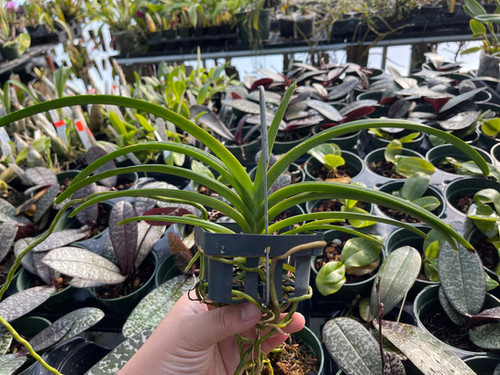 Vanda lamellata alba | Florida Orchid House