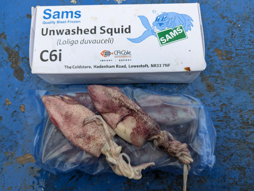 Unwashed squid 400g Box - Loligo Duvauceli (Indian) - Sam's baits ...