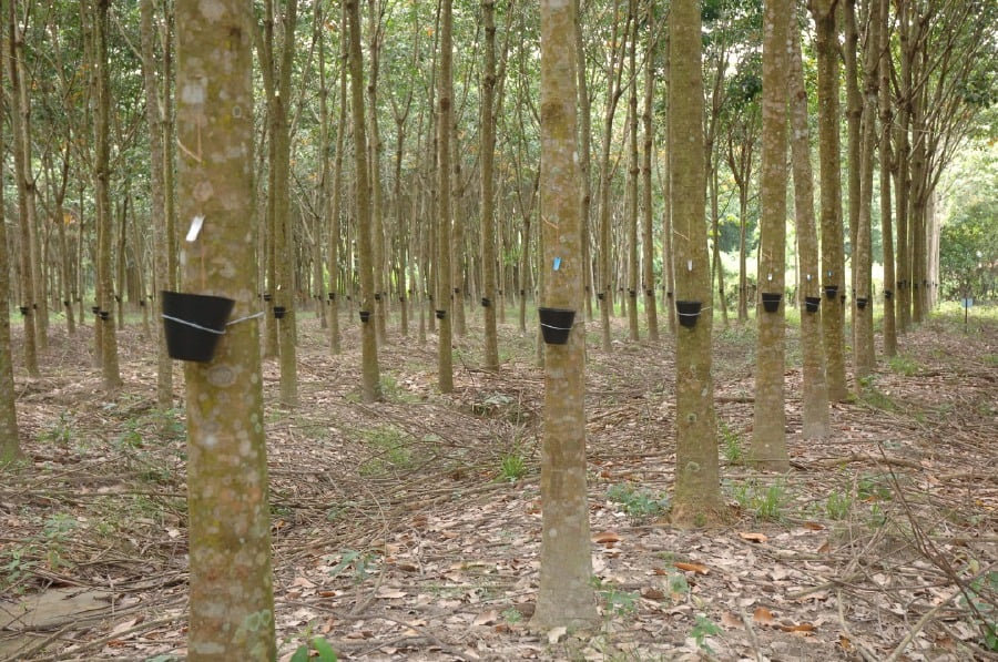 Japanese rubber futures higher on tight supply outlook | ANRPC - 2023