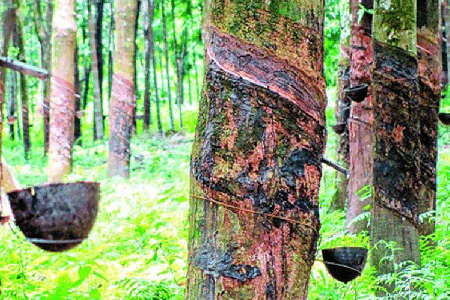 Malaysia’s flagging rubber industry needs govt support, says ex-MARGMA ...