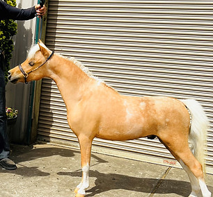 AMHA & AMHR Miniature Colts For Sale | Scott Creek Miniature Horse Farm