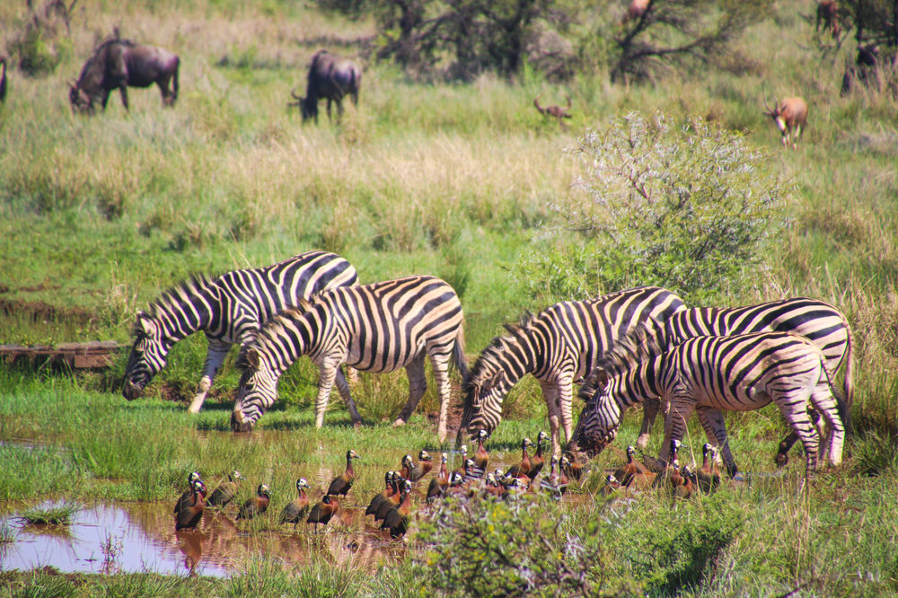The Status of Biodiversity Conservation in Kenya