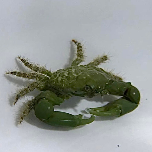 Emerald crab | K&P Aquaculture