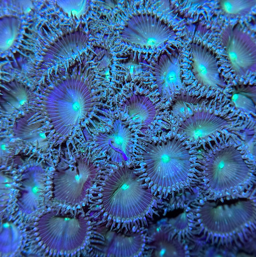 Green Palythoa | K & P Aquaculture