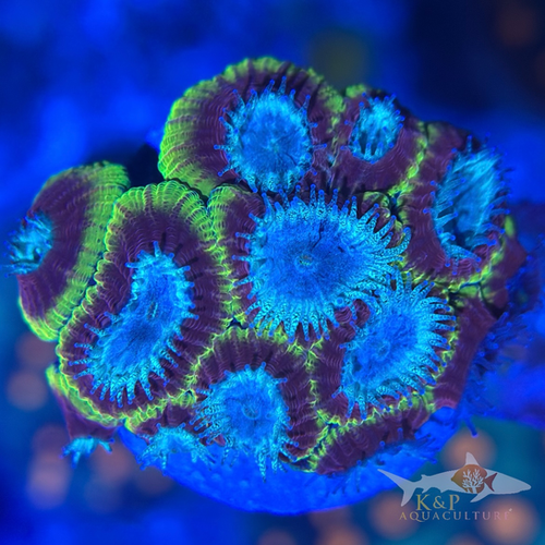 Dipsastraea pallida (Ultron Favia) | K&P Aquaculture