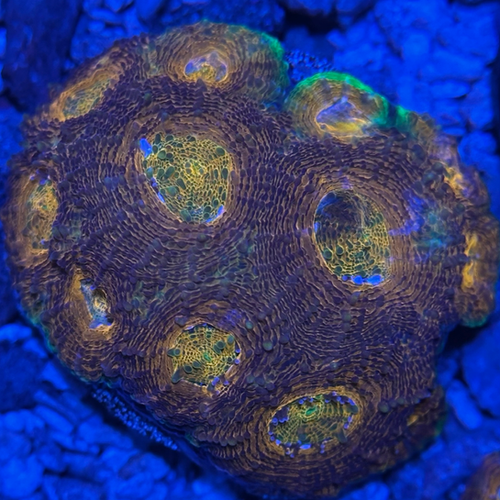 Rainbow Acan Echinata | K & P Aquaculture