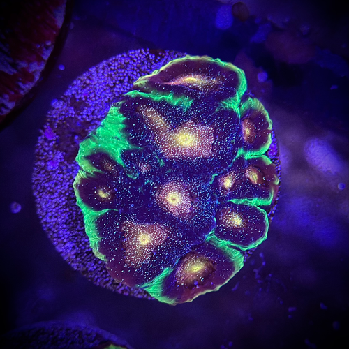 Favites spp. (Bedazzled Favia) | K & P Aquaculture