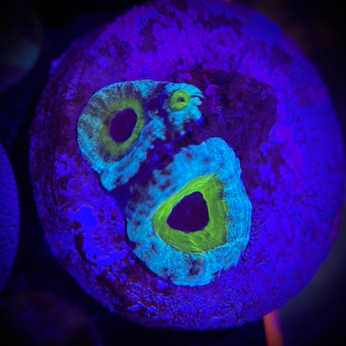 Prism Favia (PPE Chalice) | K & P Aquaculture