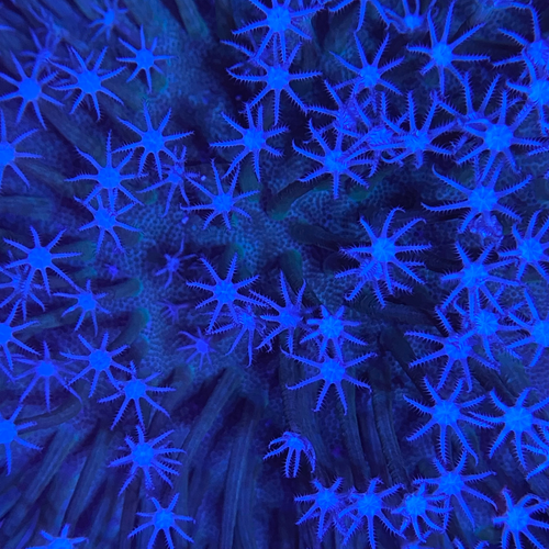 White Polyp Toadstool | K & P Aquaculture