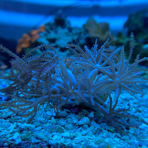 Waving Hand Anthelia | K&P Aquaculture