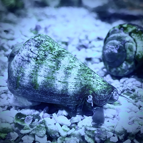 Fighting Conch | K & P Aquaculture