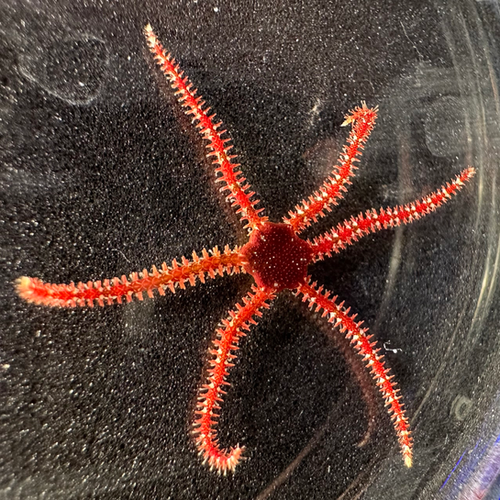 Micro Brittle Star (Ophiocoma pumila) | K & P Aquaculture