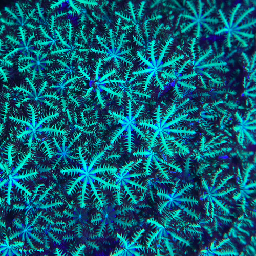 Alcyonium verseveldi (Sympodium) | K & P Aquaculture
