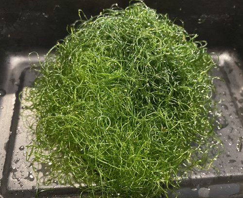 Chaetomorpha | K & P Aquaculture