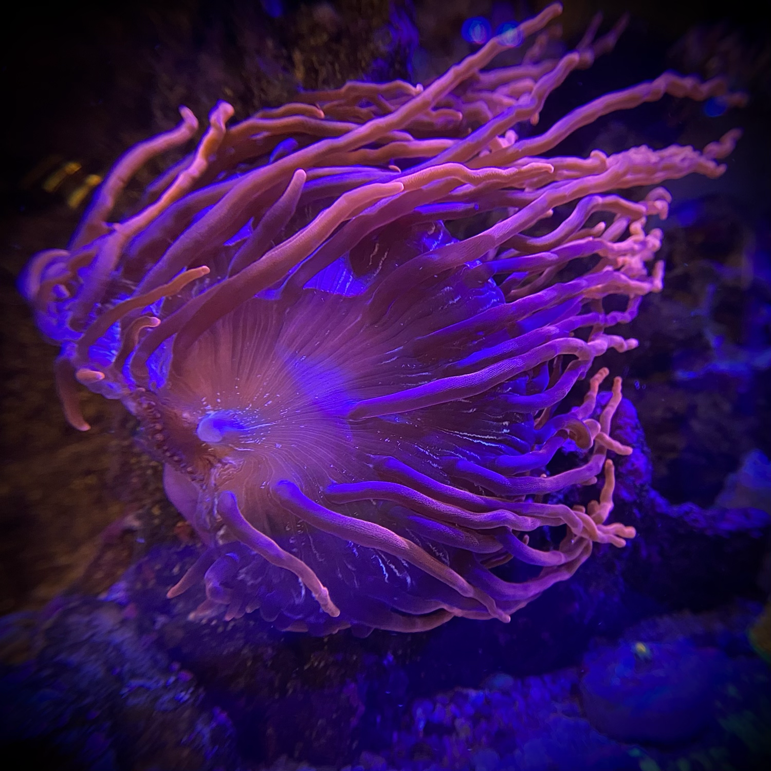 black-widow-rose-bubble-tip-anemone
