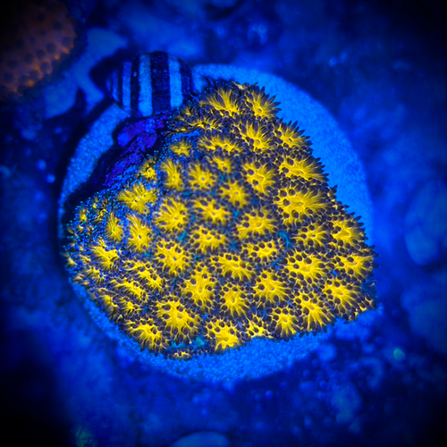 Leptastrea Purpurea | K & P Aquaculture