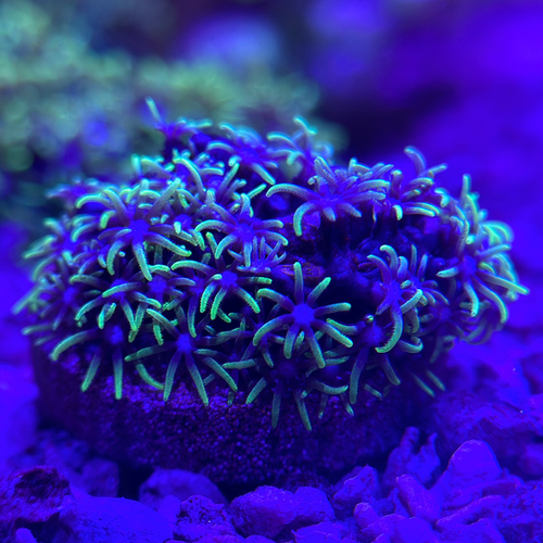 Metallic GSP (Pachyclavularia violacea) | K & P Aquaculture