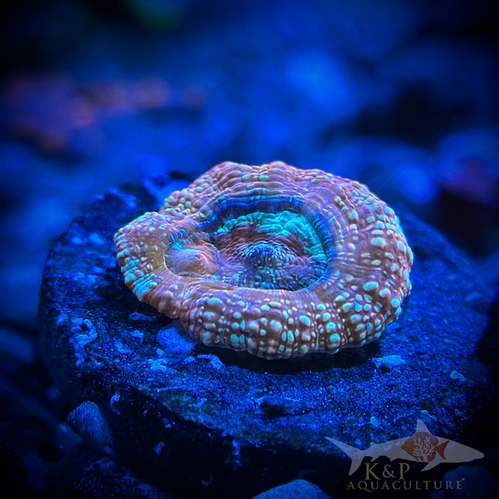 Homophyllia bowerbanki | K & P Aquaculture