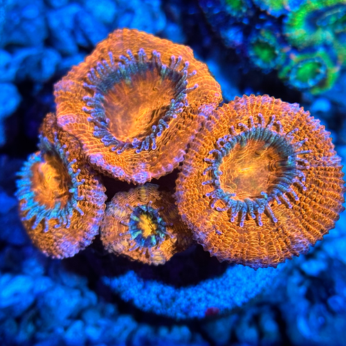 Rainbow Acan Lordhowensis | K & P Aquaculture
