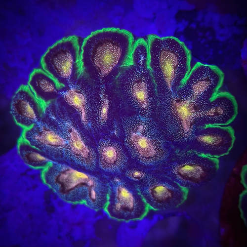 Dipsastraea rosaria (Bedazzled Favia) | K & P Aquaculture