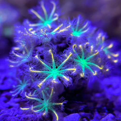 Orange Tipped Green Center Clove Polyps | K & P Aquaculture
