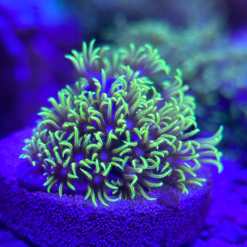 Neon GSP (Pachyclavularia violacea) | K & P Aquaculture