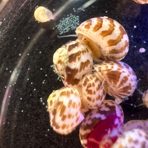 Captive bred Collonista snails | K&P Aquaculture